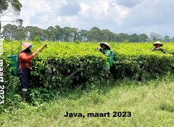Java 2023 | Albelli